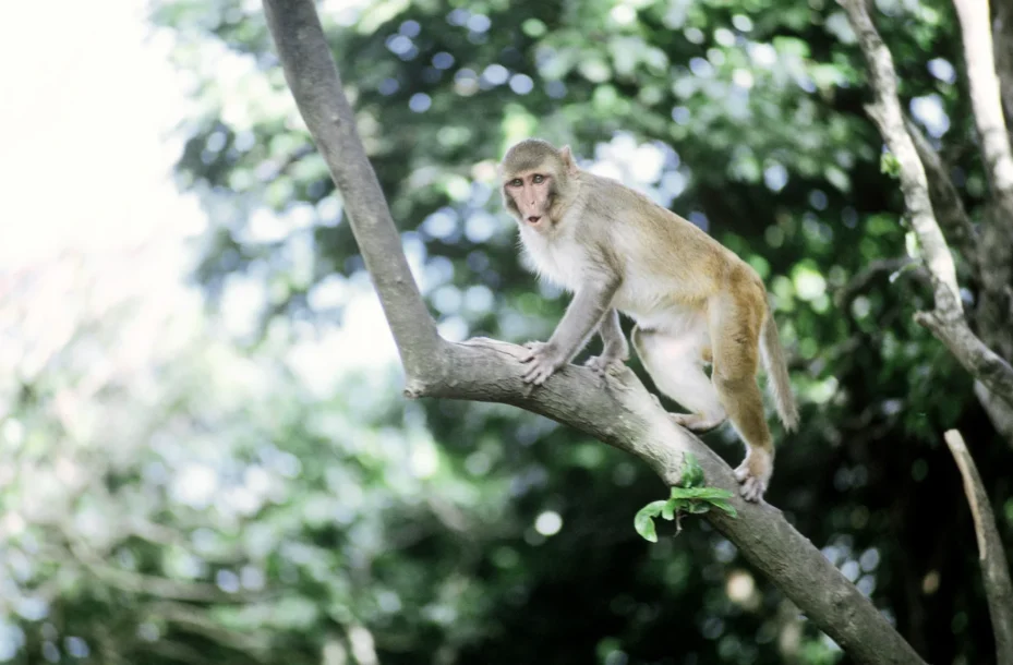 A Natural Disaster Made Monkeys Age Faster - Wharton Neuroscience ...